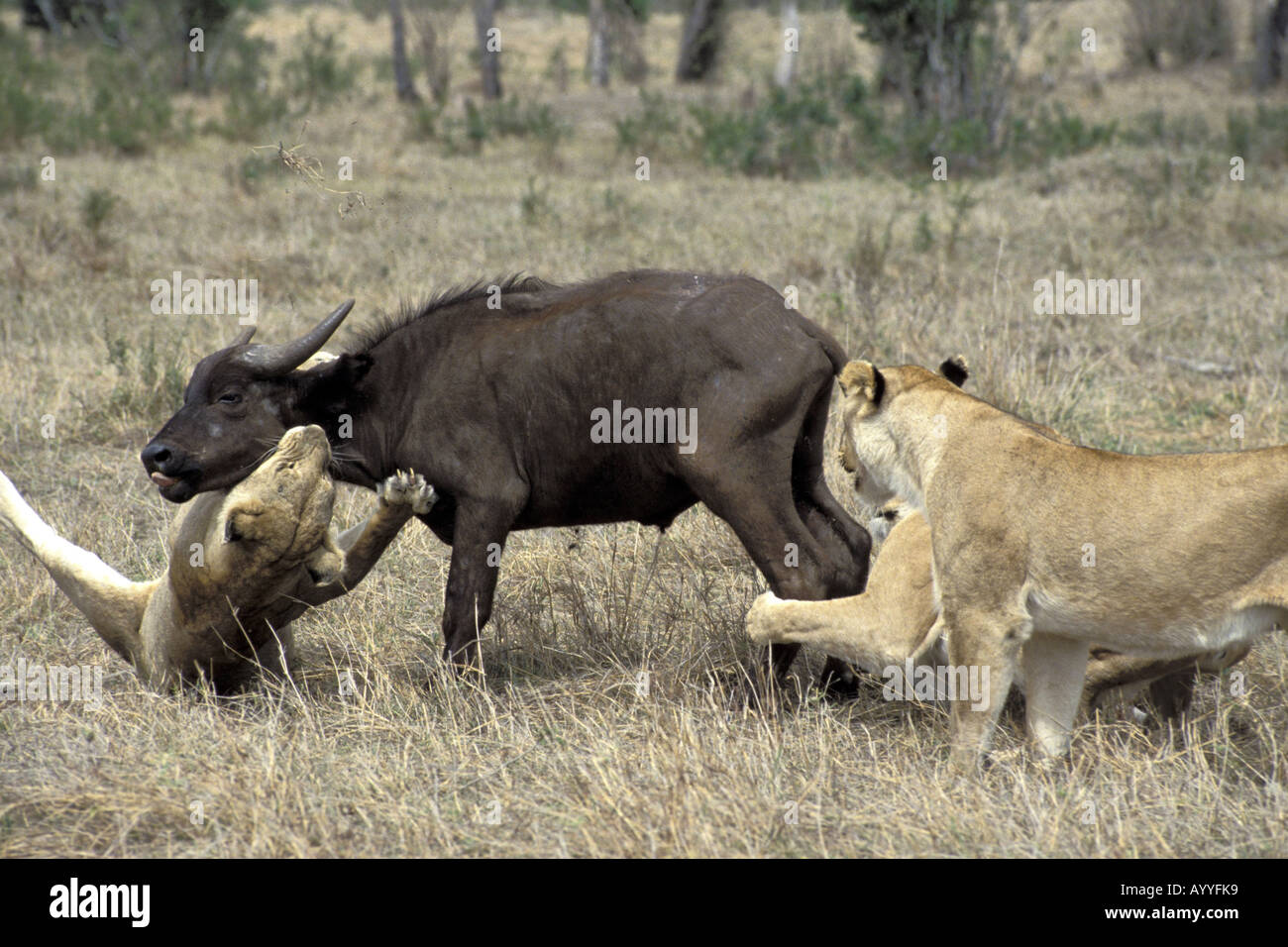 lion (Panthera leo), two lioness attacking African buffalo, Kenya Stock ...
