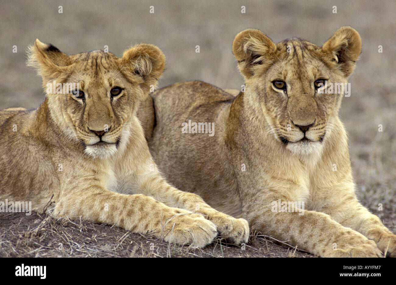 lion (Panthera leo), two lioness, resting side by side, Kenya Stock ...