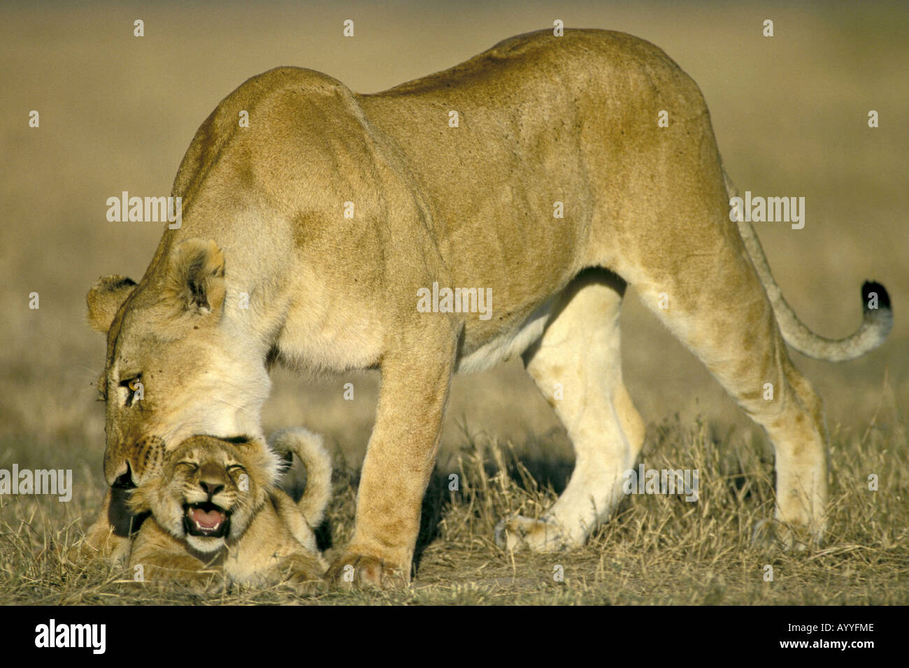 lion (Panthera leo), lioness biting cub in the neck, Kenya, Masai Mara ...
