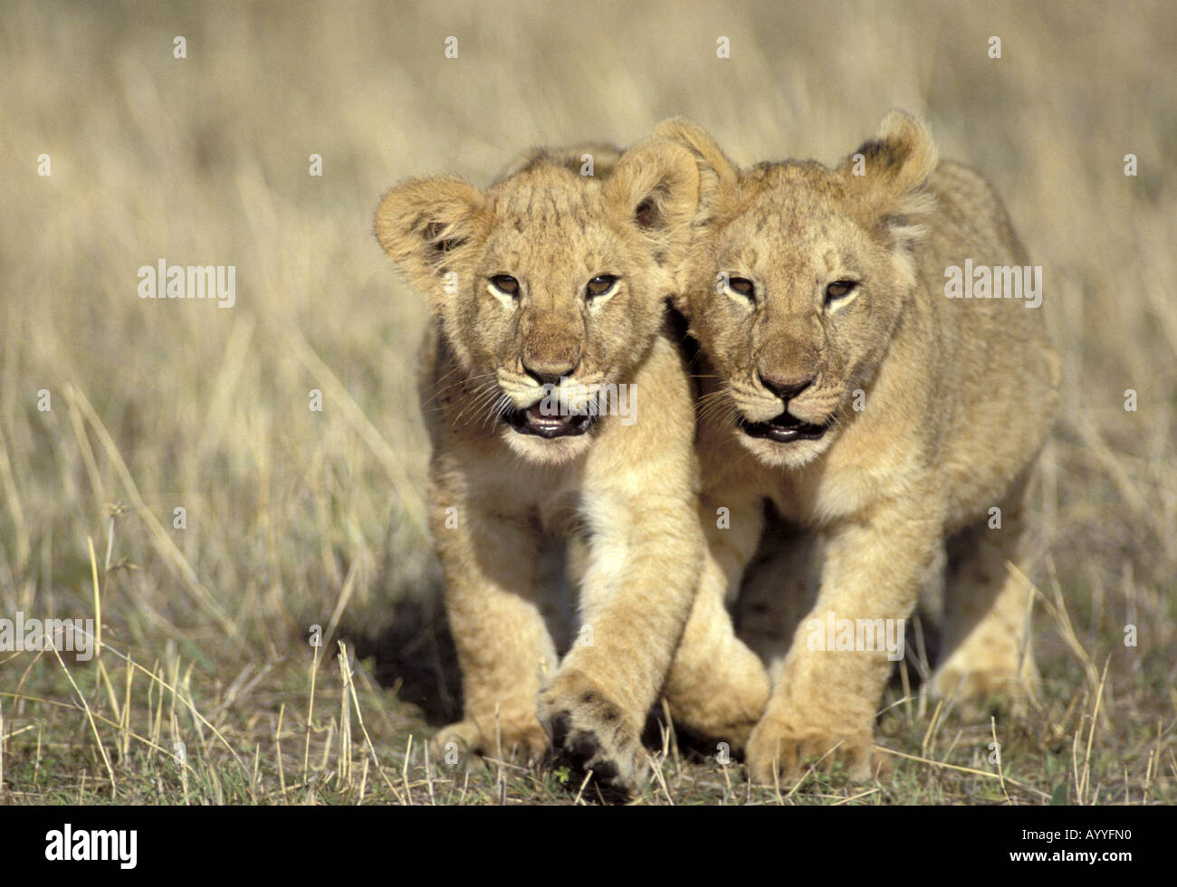 lion (Panthera leo), two cubs running side by side, Kenya, Masai Mara ...