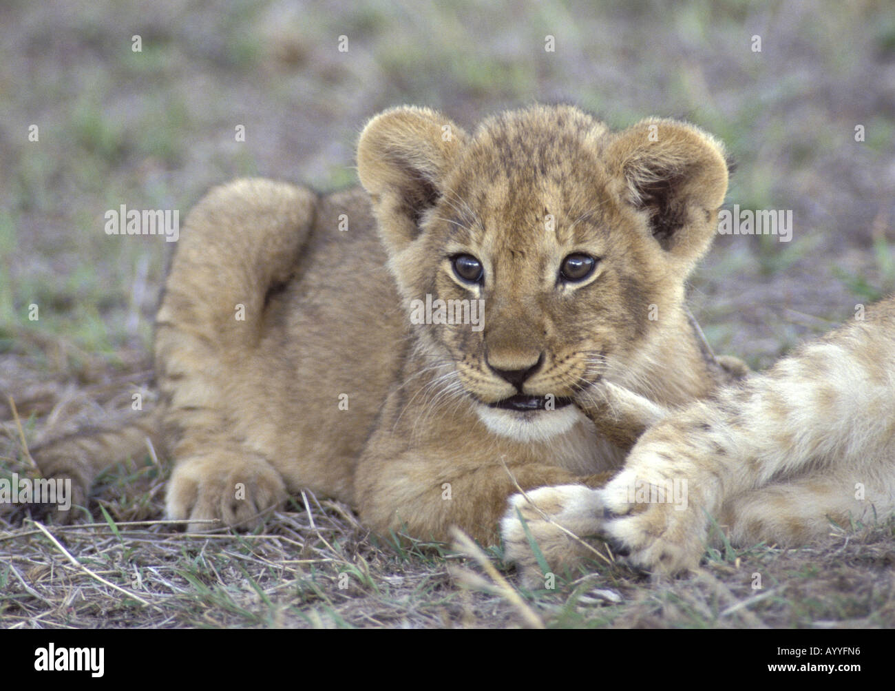 lion (Panthera leo), cub, lying, biting on tail, Kenya, Masai Mara ...