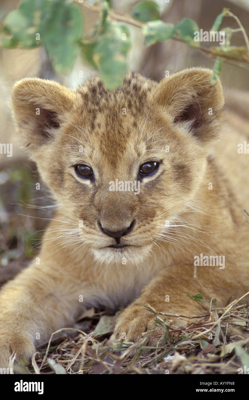 lion (Panthera leo), cub, lying, portrait,, Kenya, Masai Mara Wildlife ...