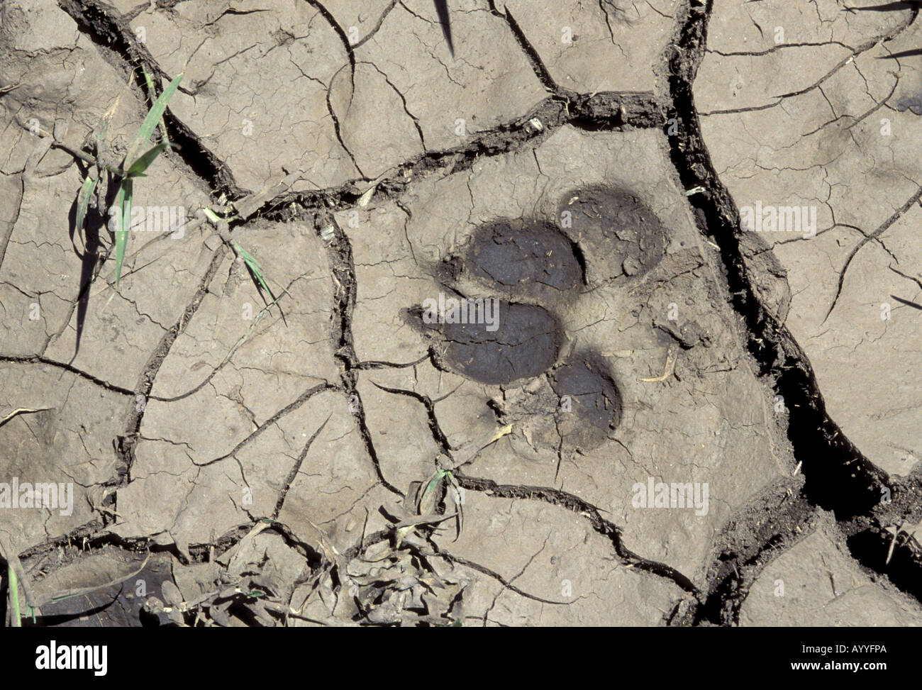 spotted hyena (Crocuta crocuta), foot print, Kenya, Masai Mara Wildlife ...