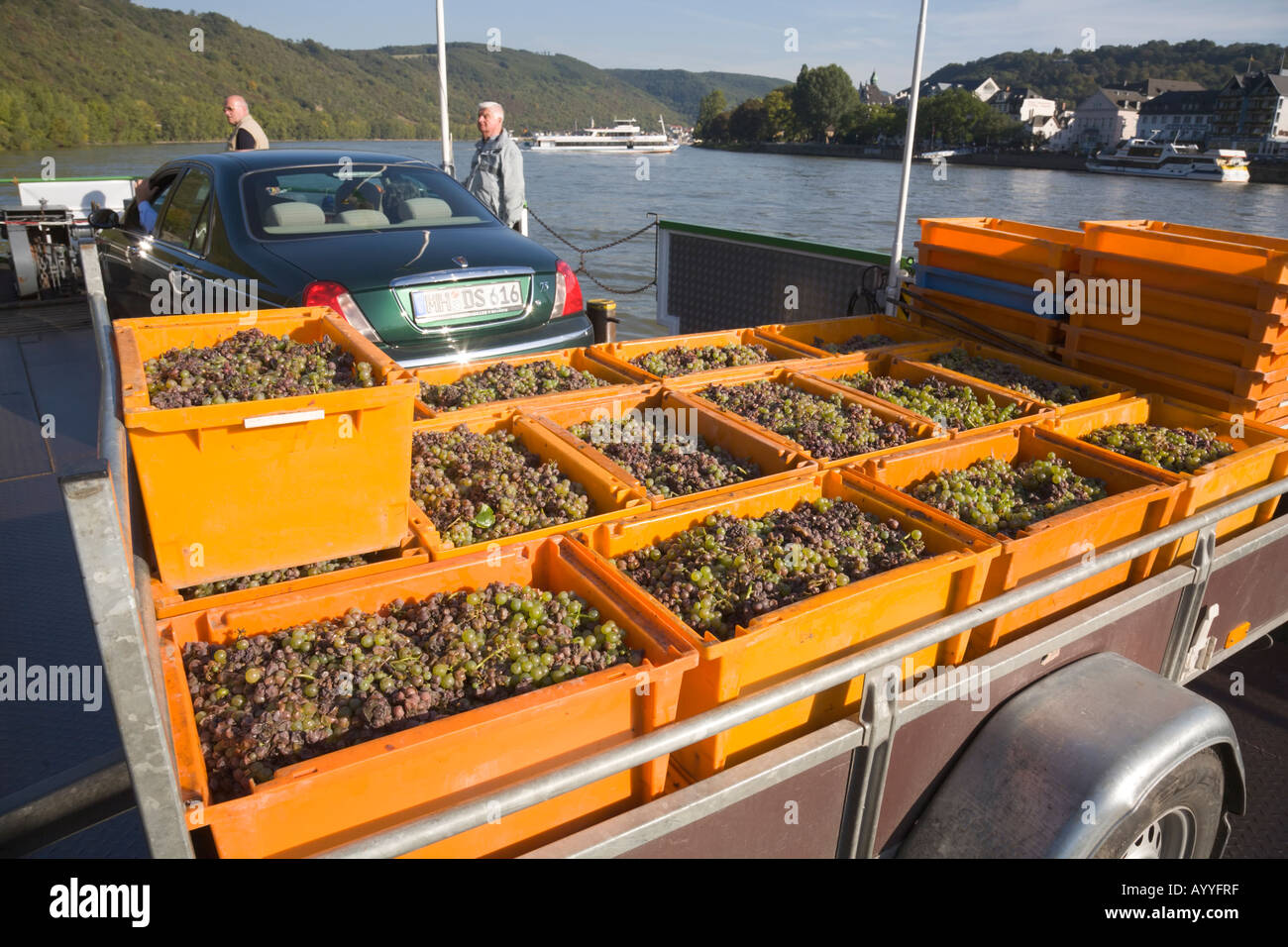 Freshly harvested grapes are being transported on a ferry boat across ...