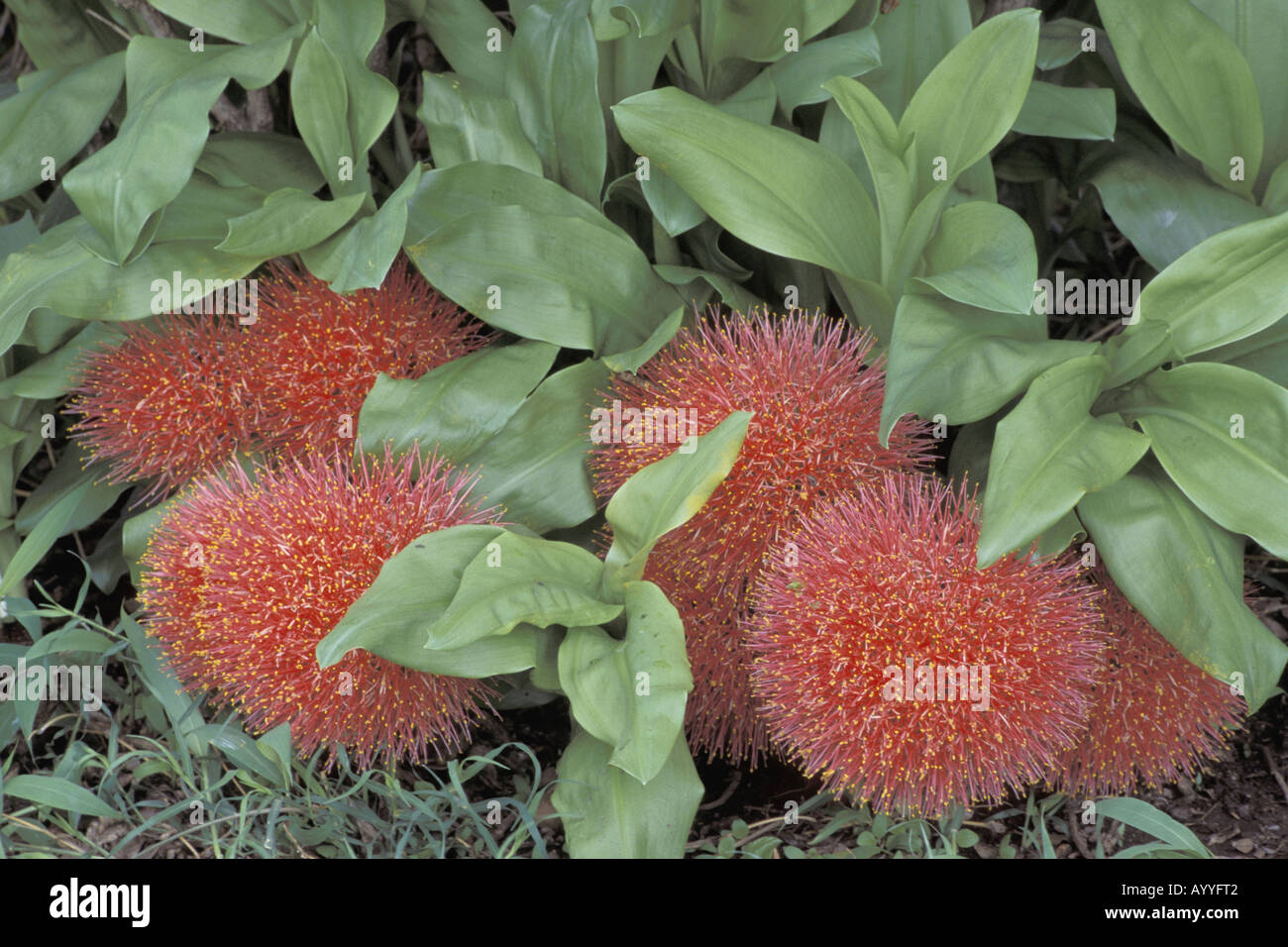 Fireball lily (Scadoxus multiflorus), fruits, Kenya, Masai Mara Stock ...