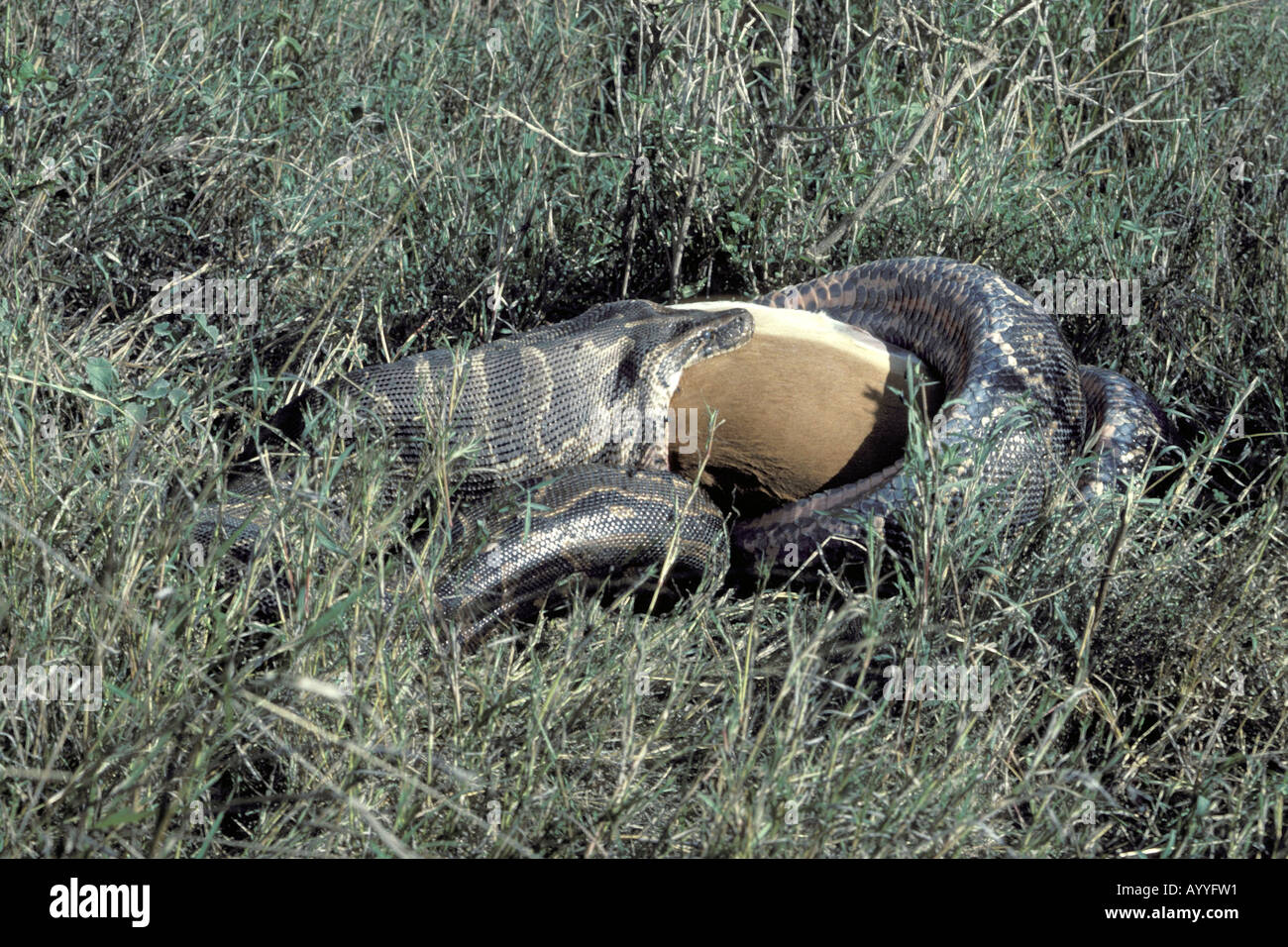 African rock python kenya hi-res stock photography and images - Alamy