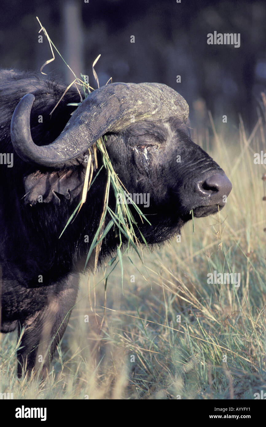 Male buffalo vertical hi-res stock photography and images - Alamy