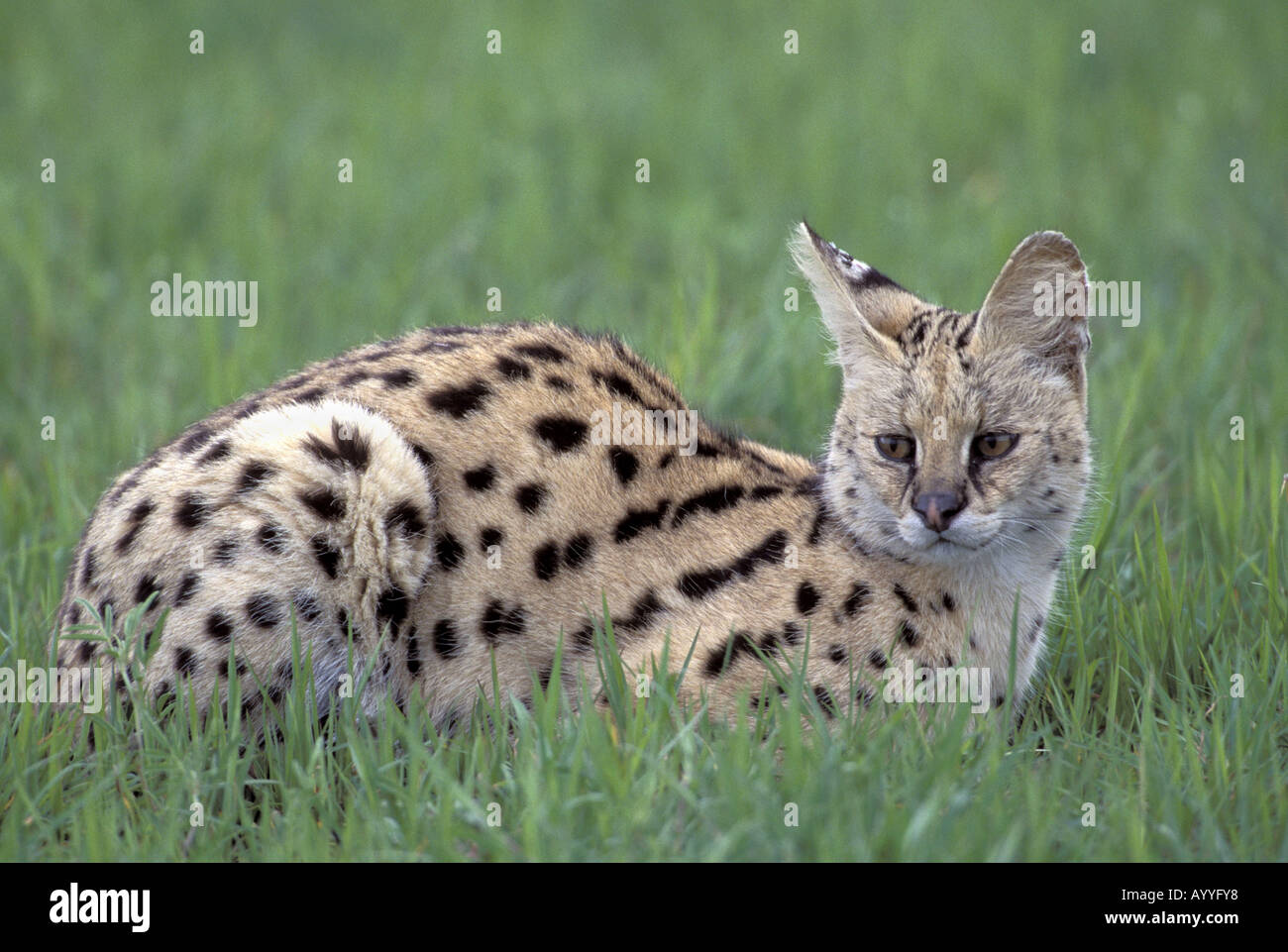 Resting Serval High Resolution Stock Photography and Images - Alamy