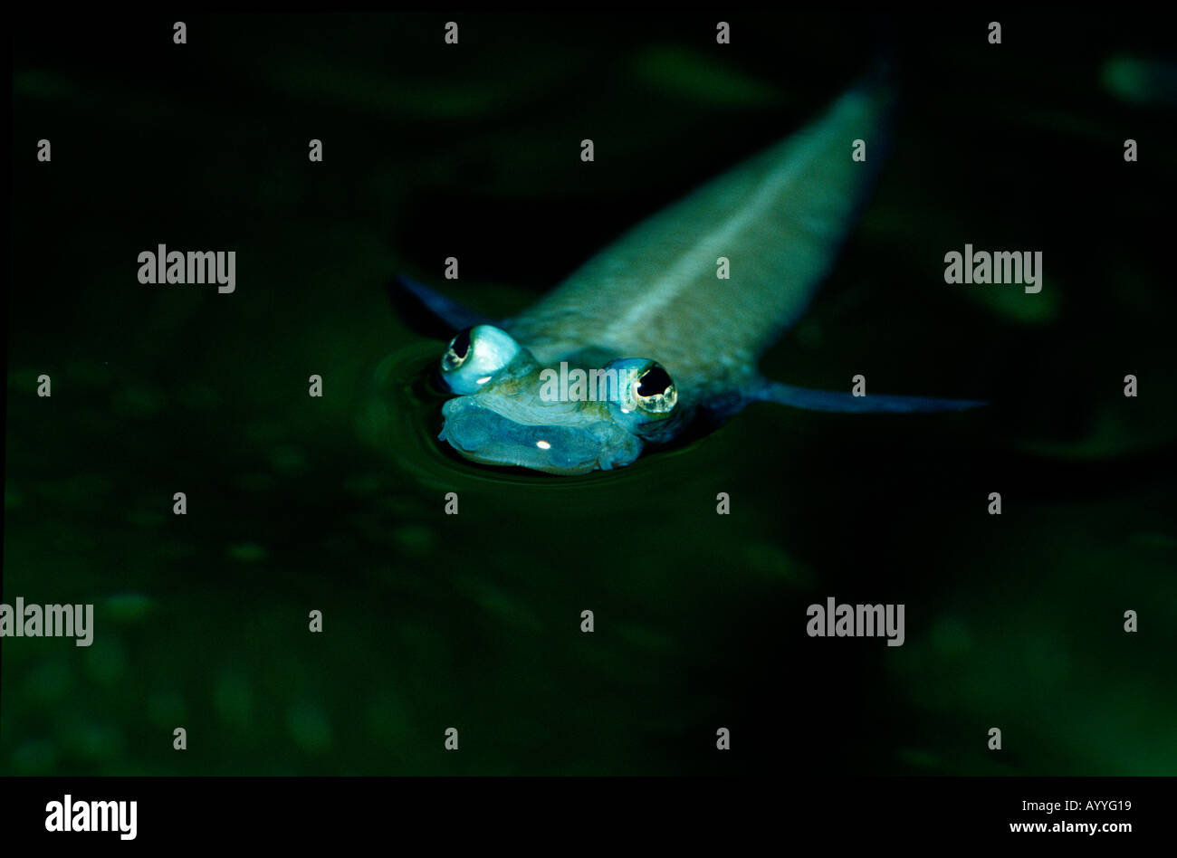 Largescale Foureyefish Anableps anaplebs Brasilia Amazon Basin Stock ...