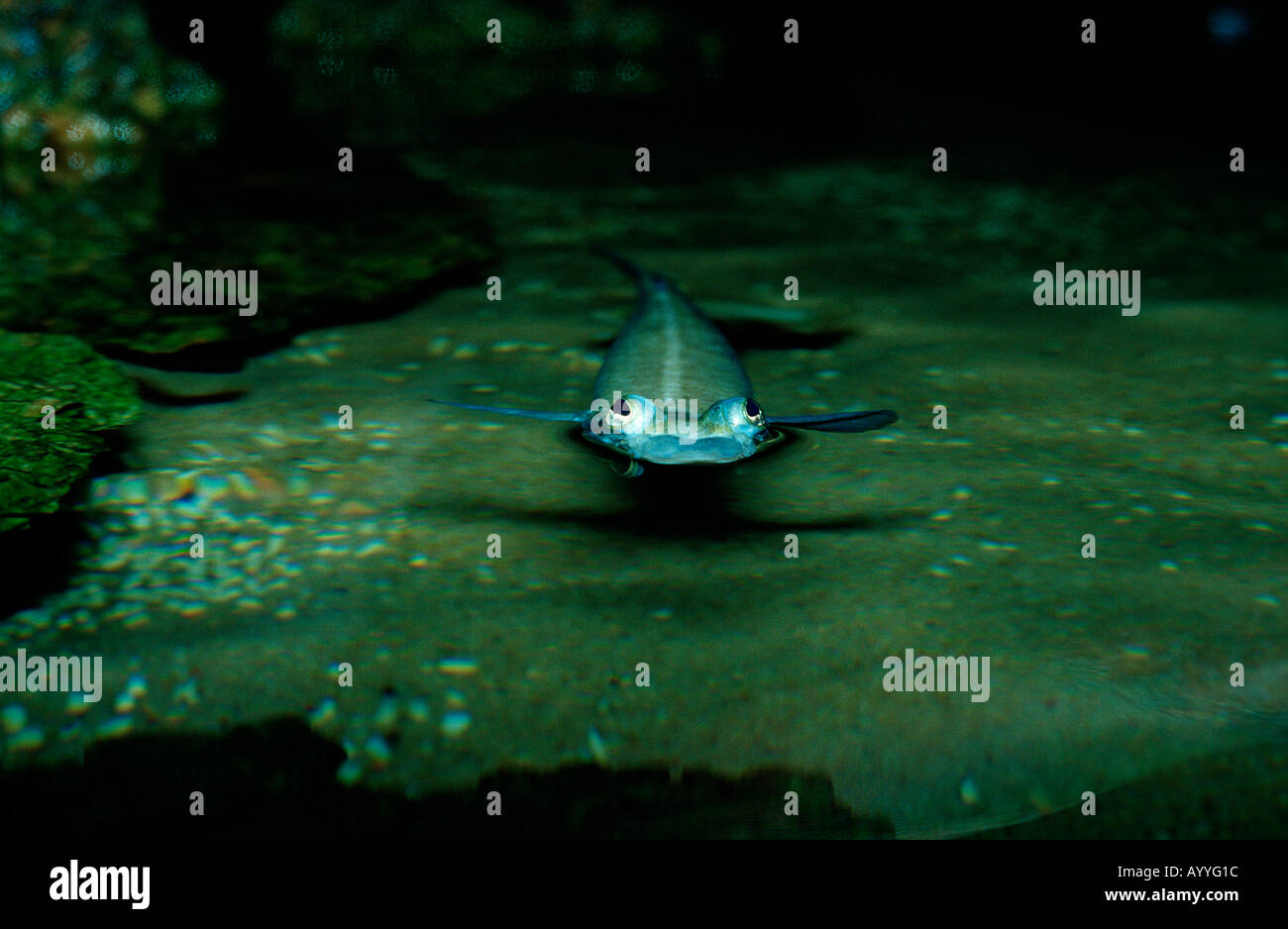 Largescale Foureyefish Anableps anaplebs Brasilia Amazon Basin Stock ...