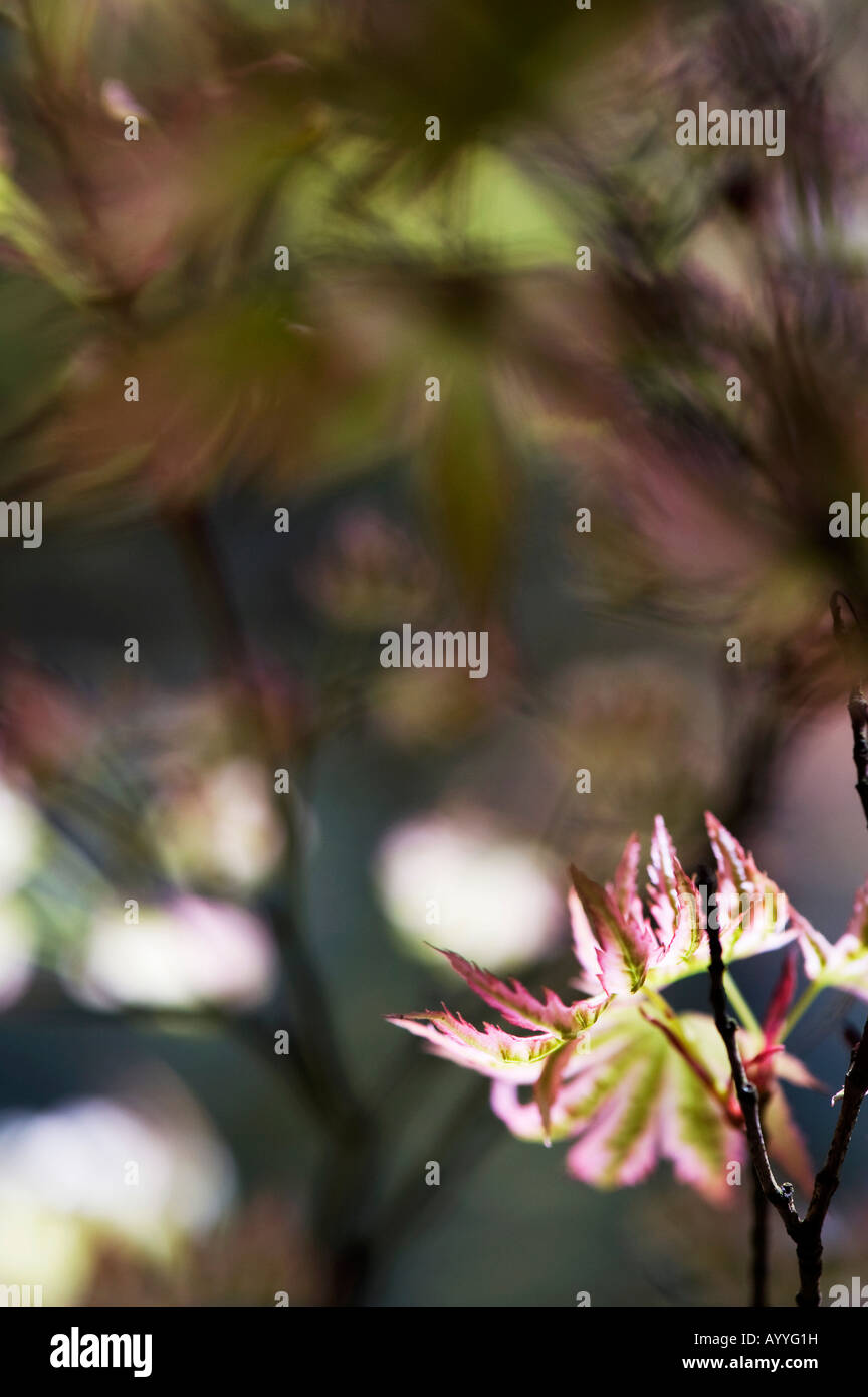 Acer palmatum higasayama hi-res stock photography and images - Alamy