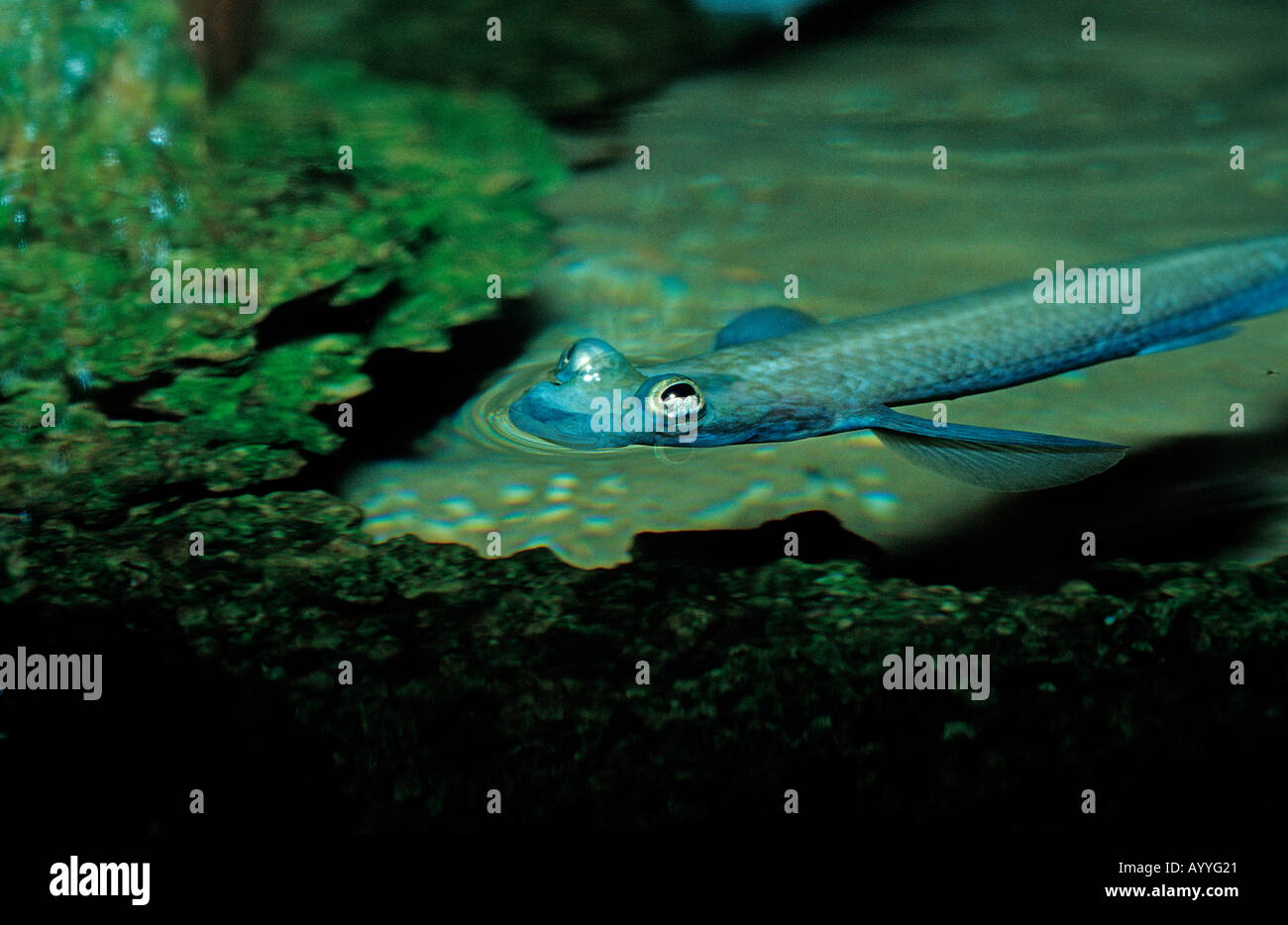Largescale Foureyefish Anableps anaplebs Brasilia Amazon Basin Stock ...