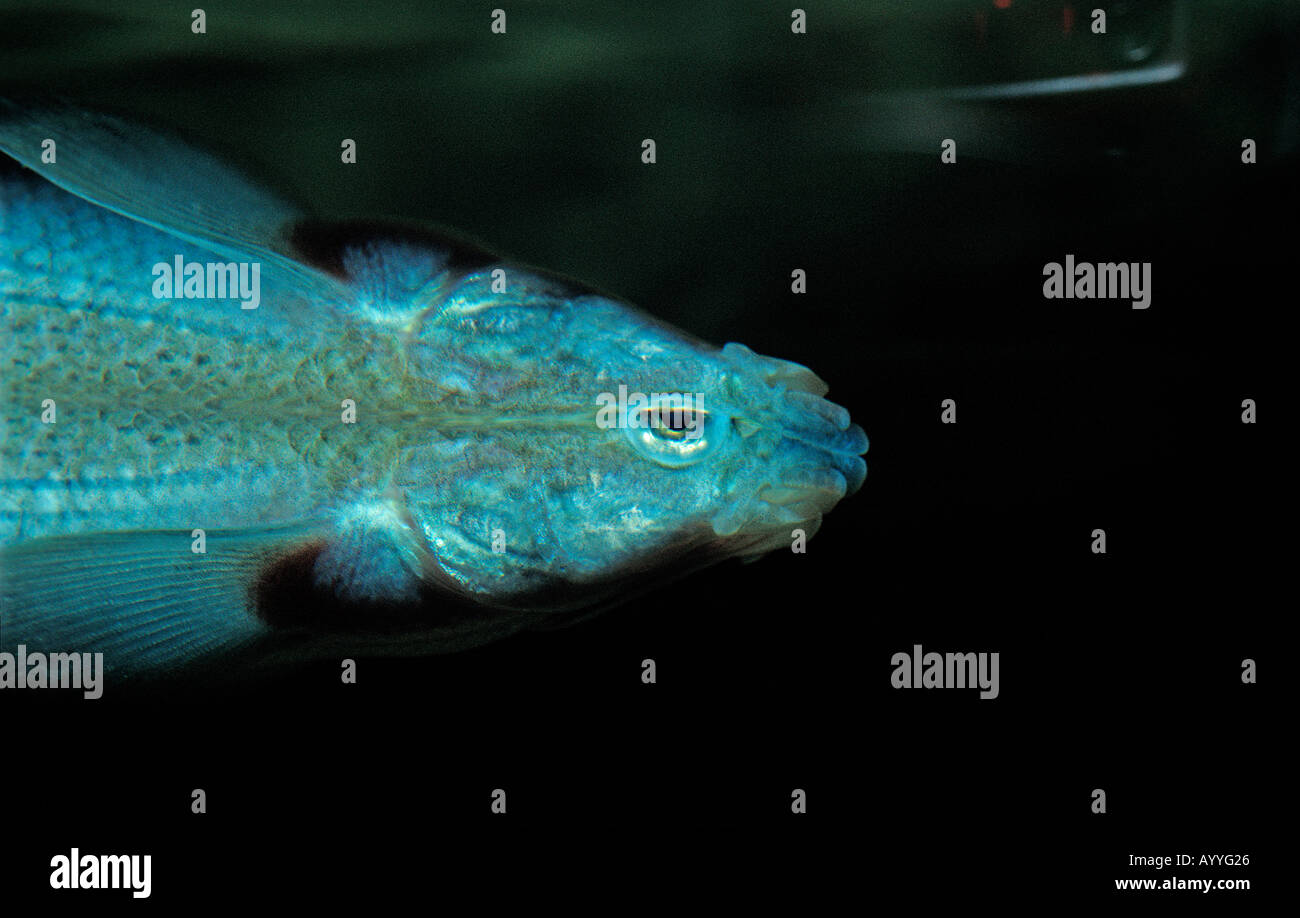 Largescale Foureyefish Anableps anaplebs Brasilia Amazon Basin Stock ...