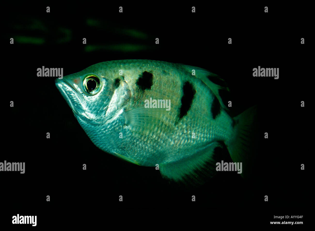 Banded Archerfish Toxotes jaculatrix India Mangroves Stock Photo - Alamy