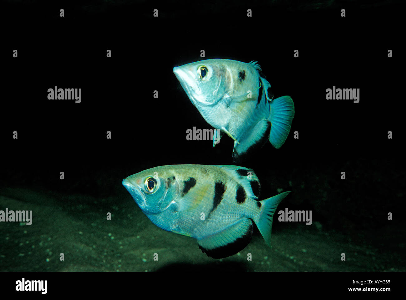 Banded Archerfish Toxotes jaculatrix India Mangroves Stock Photo - Alamy