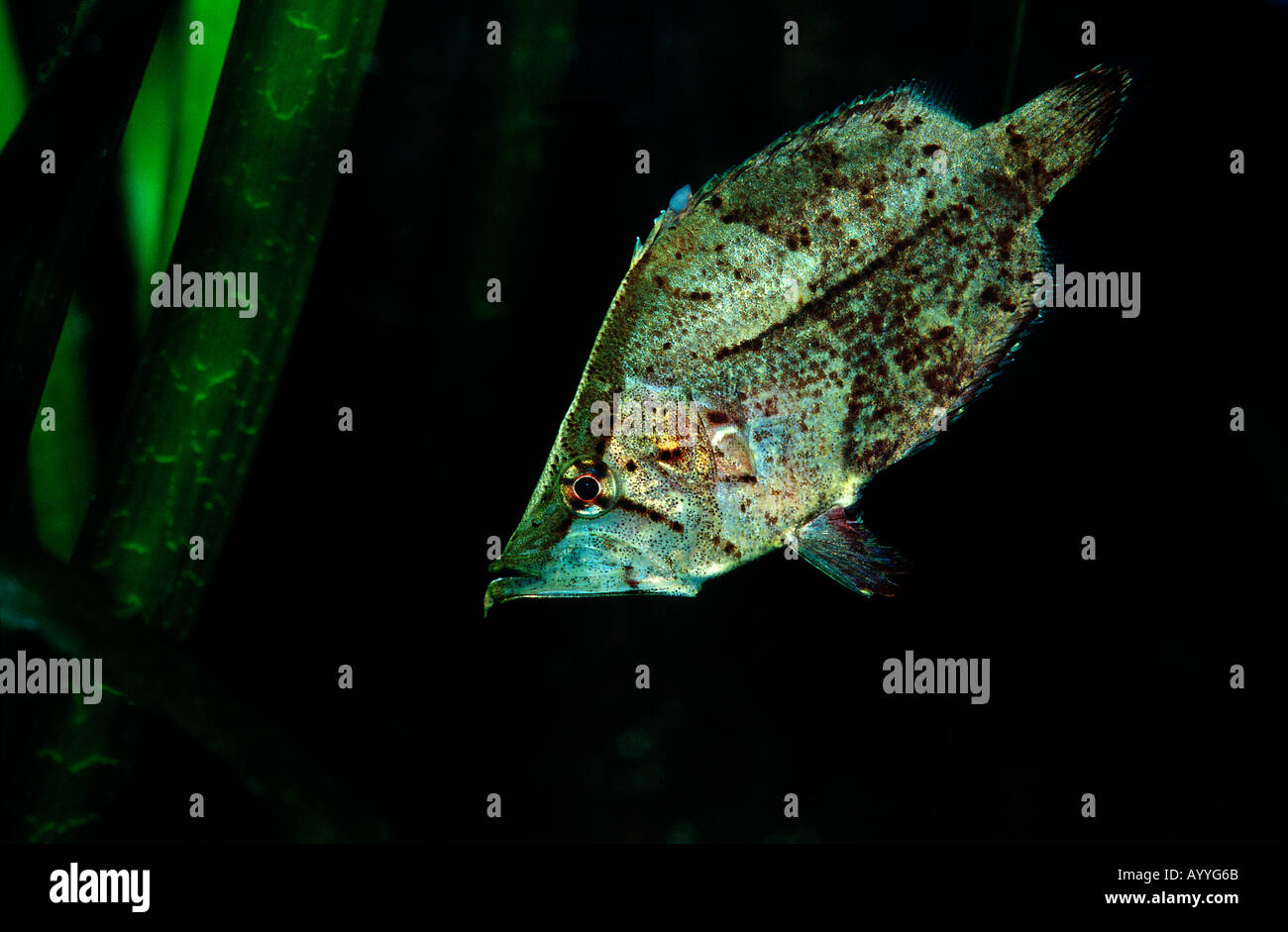 South american leaf fish Monocirrhus polyacanthus South america Rio ...