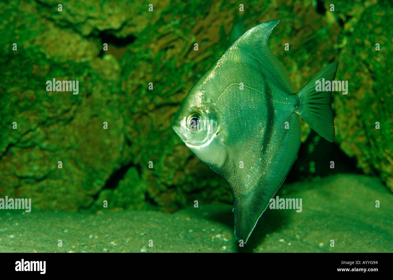 Freshwater fishes of malaysia hi-res stock photography and images - Alamy