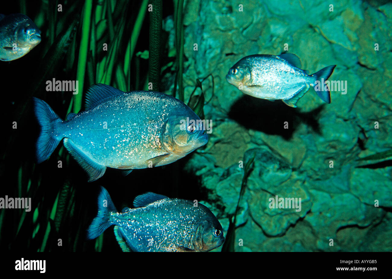 Red piranha Serrasalmus nattereri South america freshwater river Amazon ...