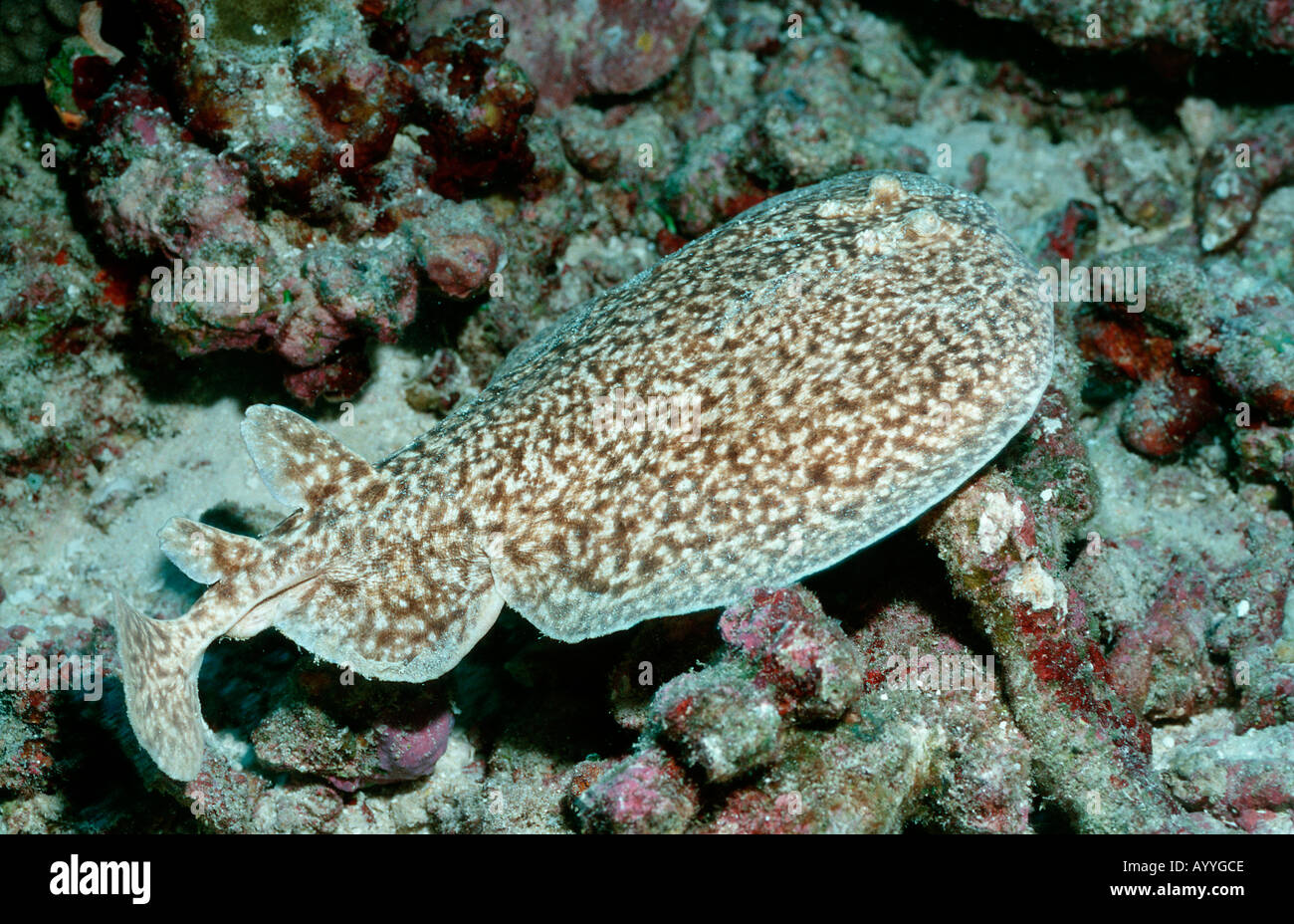 Black spotted torpedo electric ray hi-res stock photography and images ...