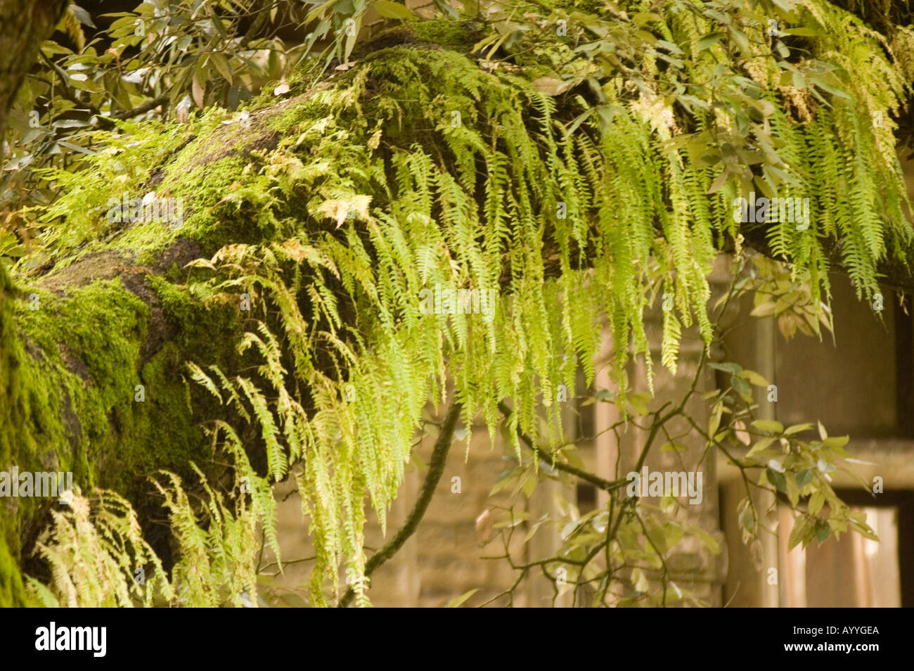 Tropical epiphyte ferns growing on the tree in Lower Himalaya Himachal ...