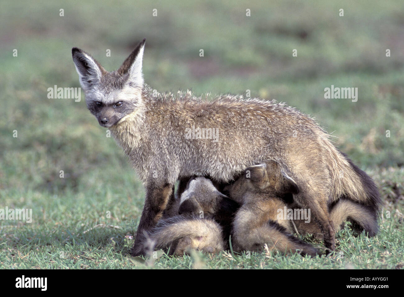 Bat eared fox mother hi-res stock photography and images - Alamy