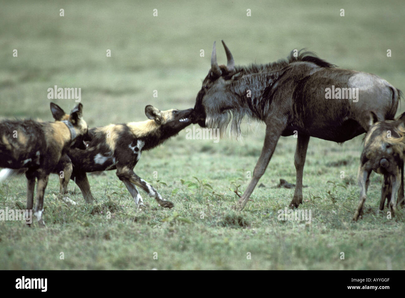 African wild dog (Lycaon pictus), pride attacking wildebeest, Kenya ...