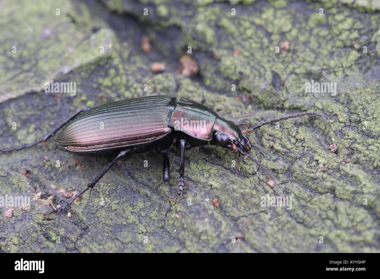 Beetle - Poecilus versicolor Stock Photo - Alamy