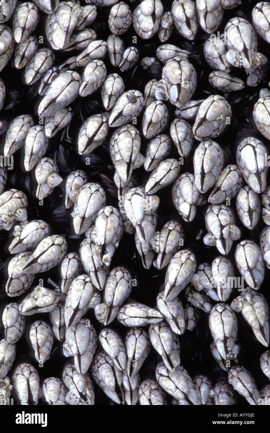 Leaf barnacle pollicipes polymerus hi-res stock photography and images ...