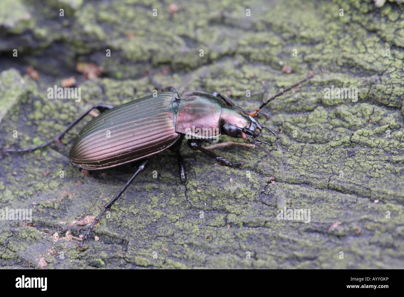 Poecilus Versicolor High Resolution Stock Photography and Images - Alamy