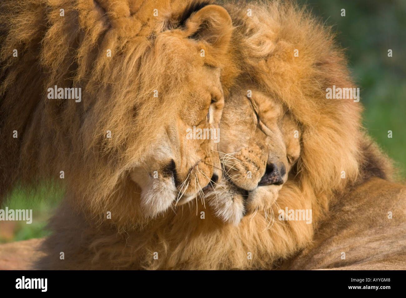 Two male lions (Panthera leo) cuddling Stock Photo - Alamy