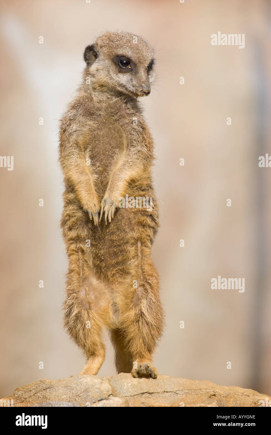 Meerkats keep a lookout hi-res stock photography and images - Alamy