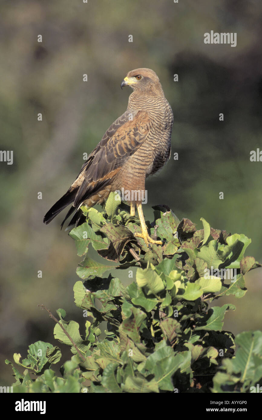 savannah hawk (Buteogallus meridionalis), sitting on a bush, Brazil ...