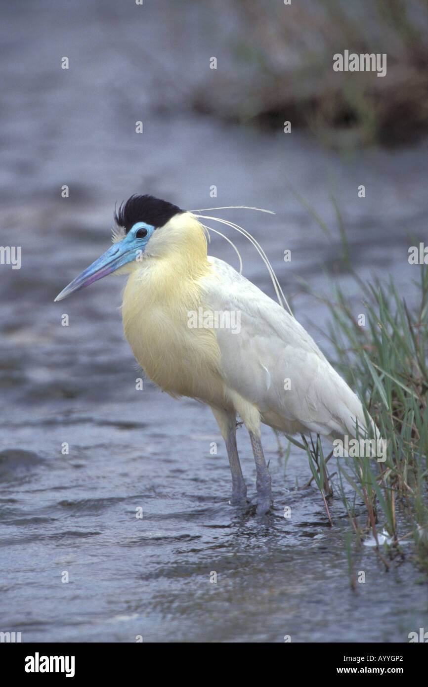 capped heron (Pilherodius pileatus), standing in water, Brazil ...
