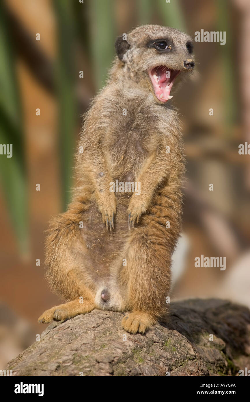 Viverrid mammal hi-res stock photography and images - Alamy
