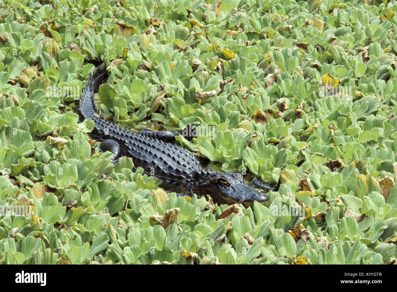 American alligator florida mississippiensis hi-res stock photography ...