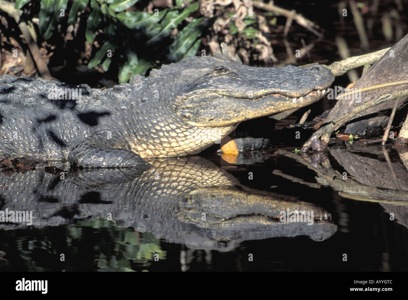 American alligator (Alligator mississippiensis), portrait, USA, Florida ...