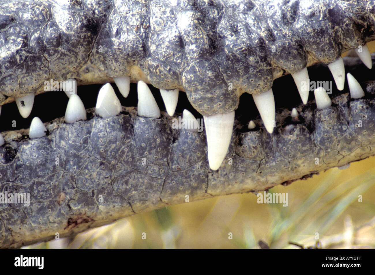 American crocodile (Crocodylus acutus), detail of the teeth, USA ...