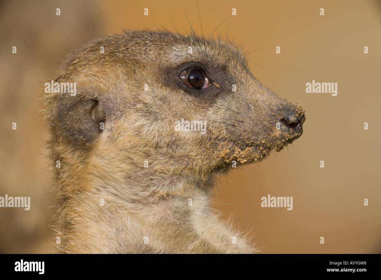 A meerkat (suricata suricatta) keeping watch Stock Photo - Alamy