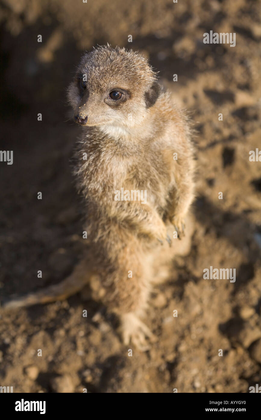 Meerkat stand out hi-res stock photography and images - Alamy