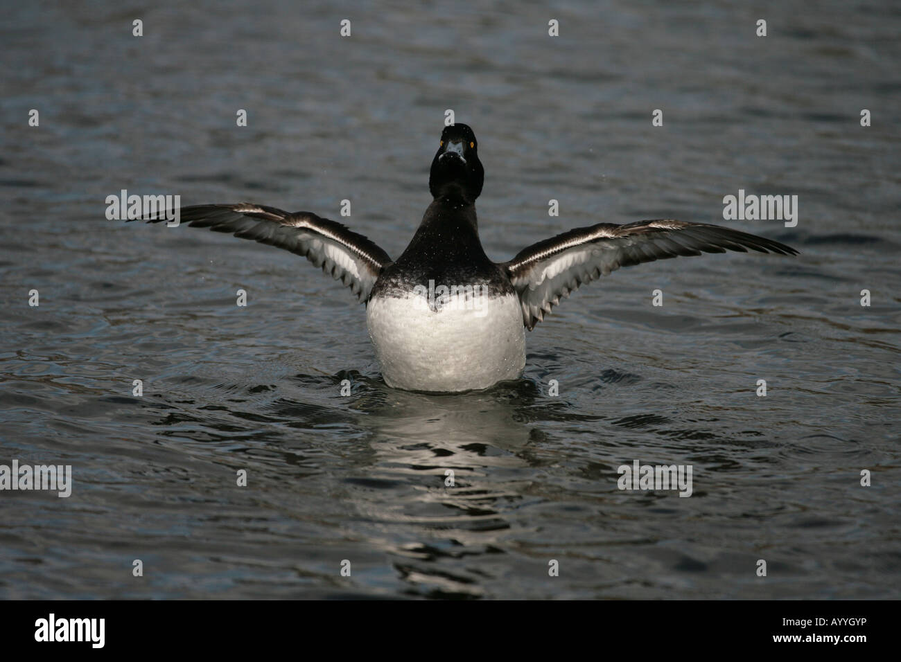 Stretching tufted ducks hi-res stock photography and images - Alamy