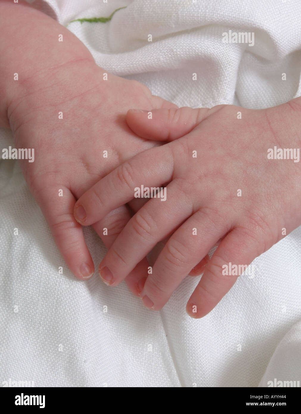 A new born babies hands held together Stock Photo - Alamy