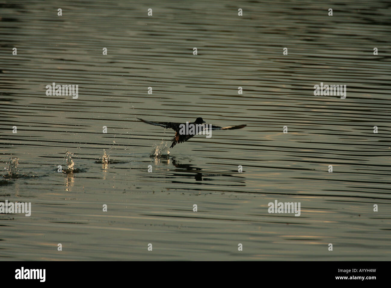 Tufted duck taking off Stock Photo - Alamy