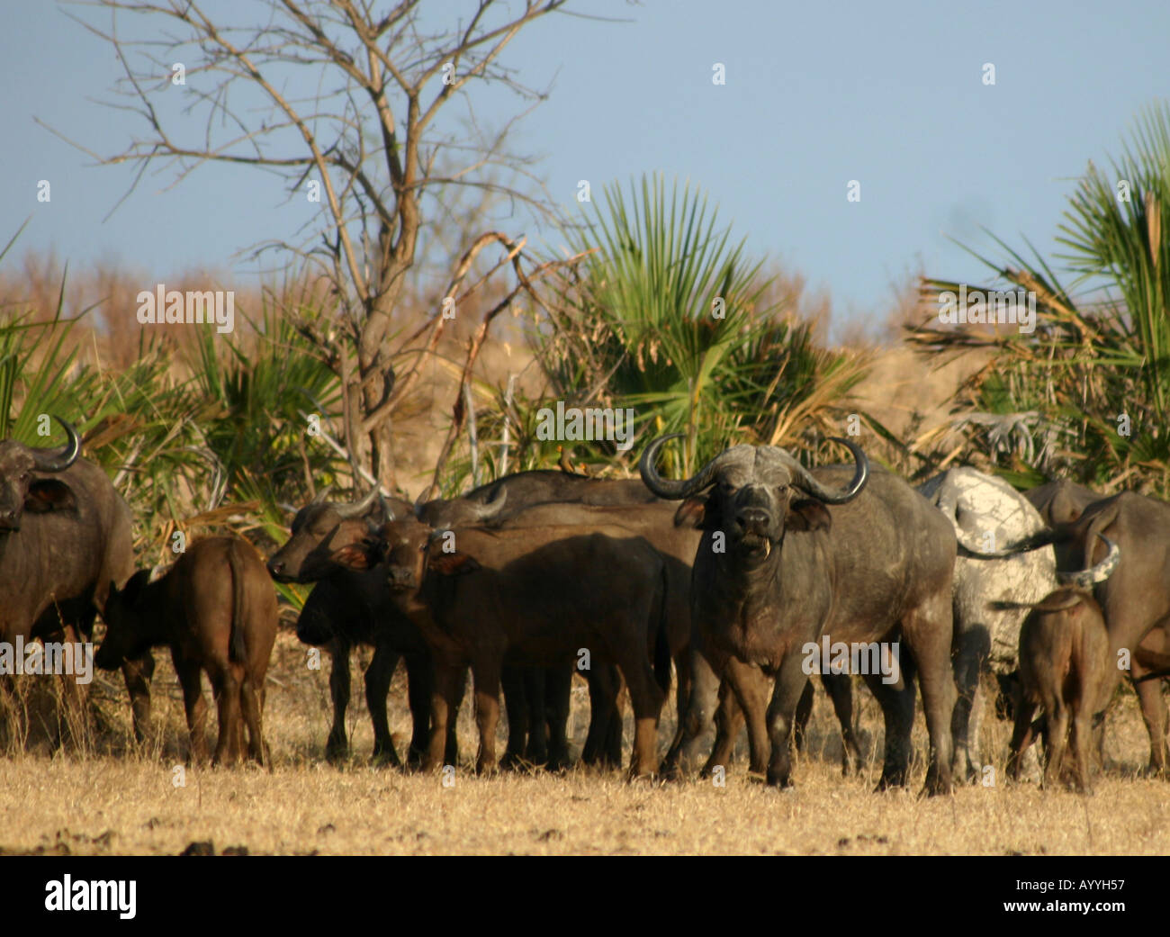 Selous national reserve hi-res stock photography and images - Alamy