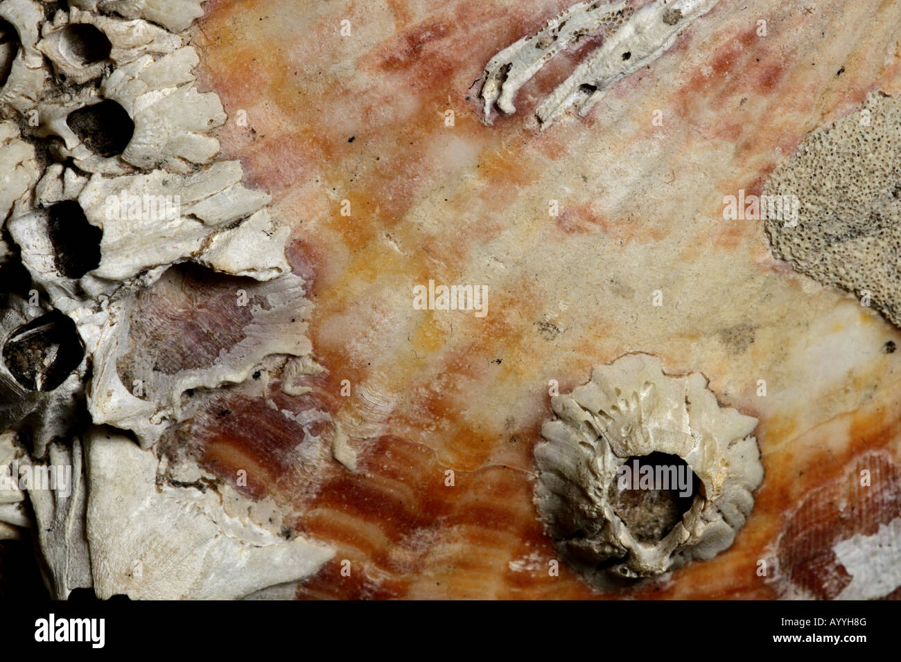 Barnacle Paint High Resolution Stock Photography and Images - Alamy