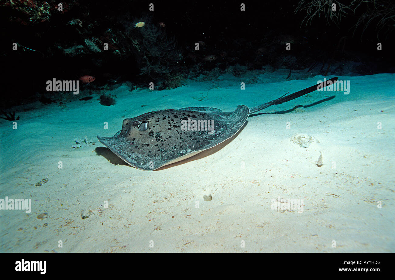 Black spotted stingray Taeniura meyeni Maldives Islands Indian ocean ...