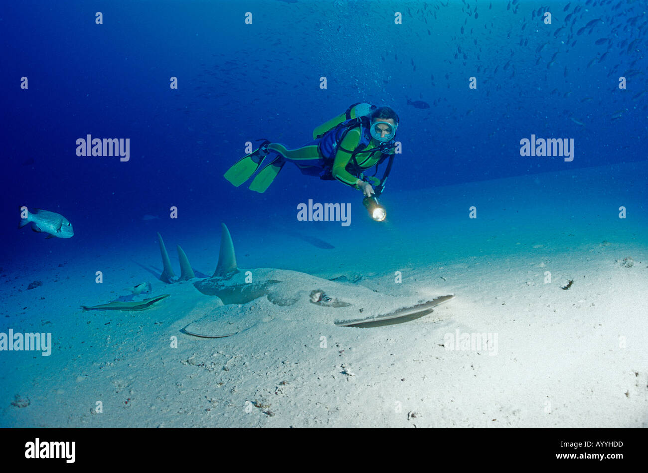 White spotted guitarfish and scuba diver Rhynchobatus djiddensis ...