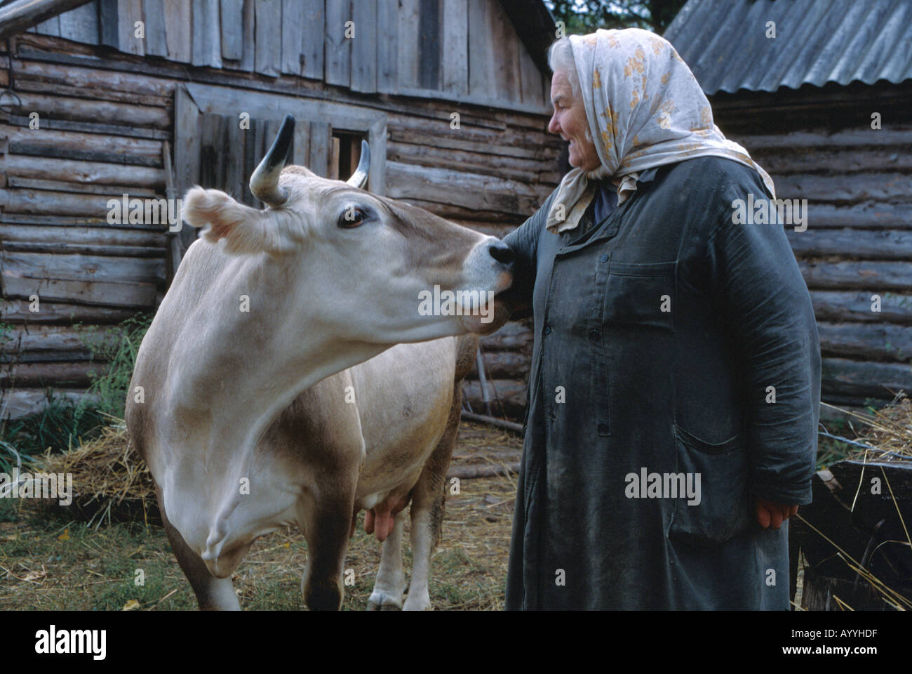 Old woman milking cow hi-res stock photography and images - Alamy