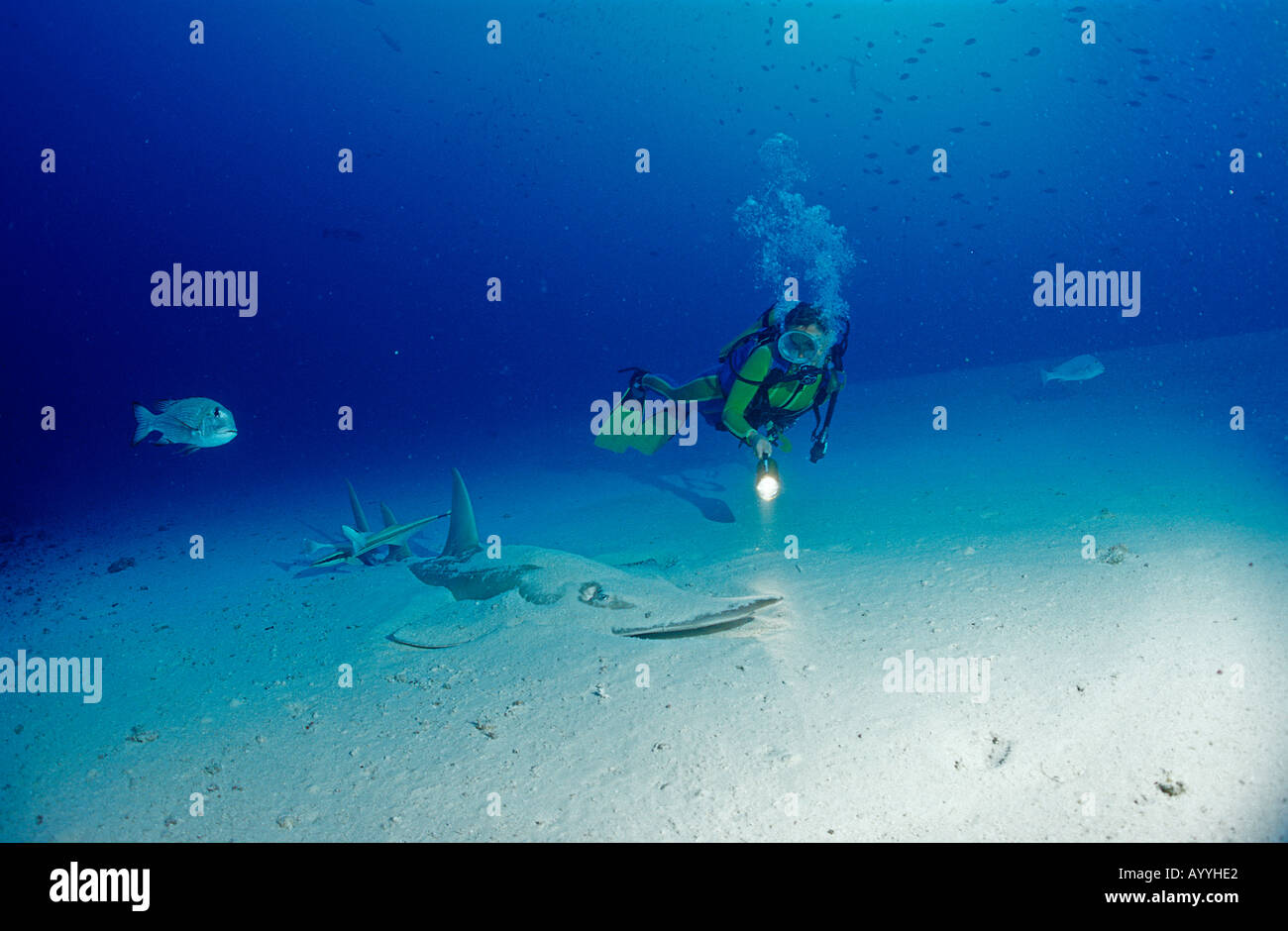 White spotted guitarfish and scuba diver Rhynchobatus djiddensis ...