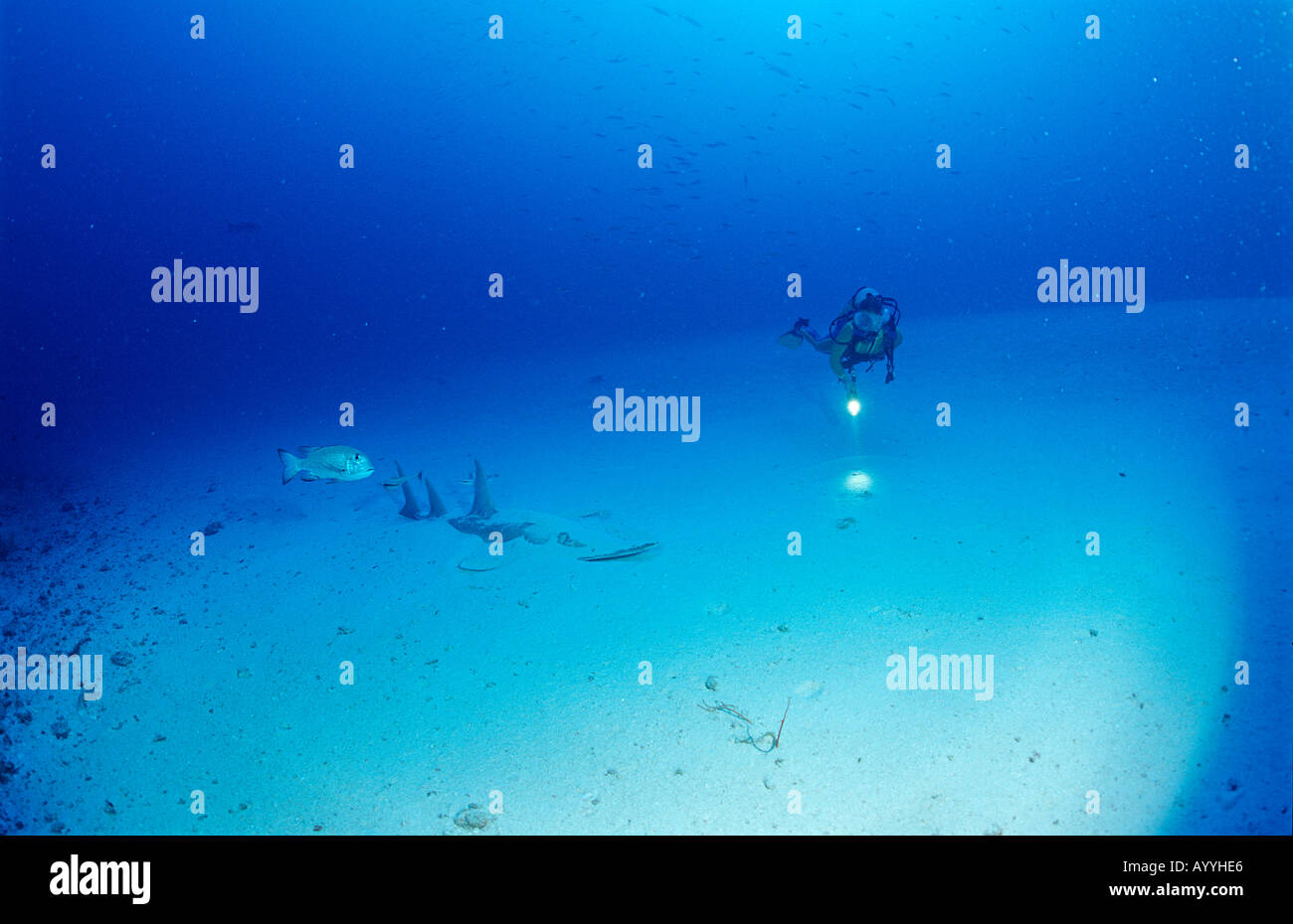 White spotted guitarfish and scuba diver Rhynchobatus djiddensis ...