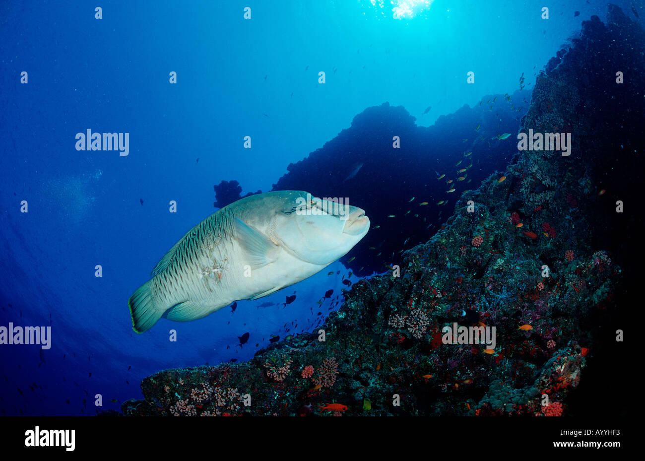 Humpback wrasse Cheilinus undulatus Maldives Islands Indian ocean Ari Atol Atoll Stock Photo - Alamy